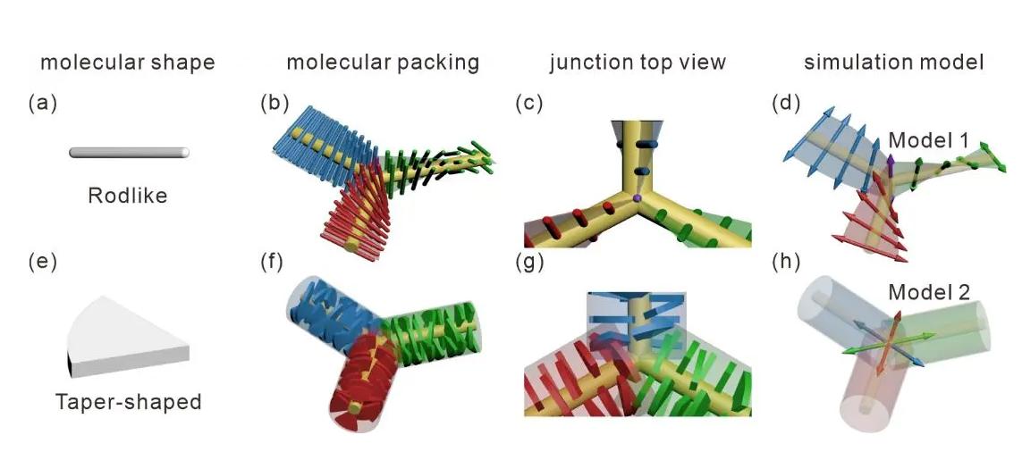 Structure of cholesterol helical ribbons and self-assembled biosprings ...
