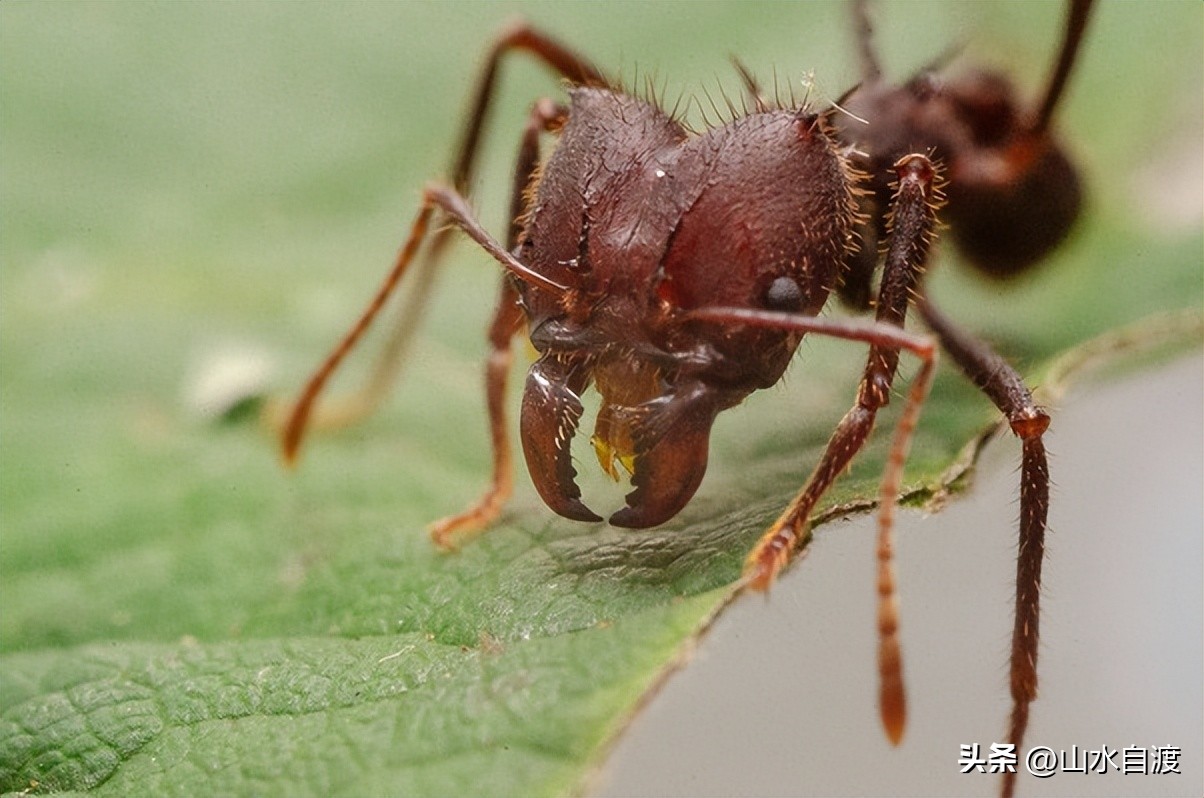 What would happen if ants disappeared from the face of the earth? - iNEWS