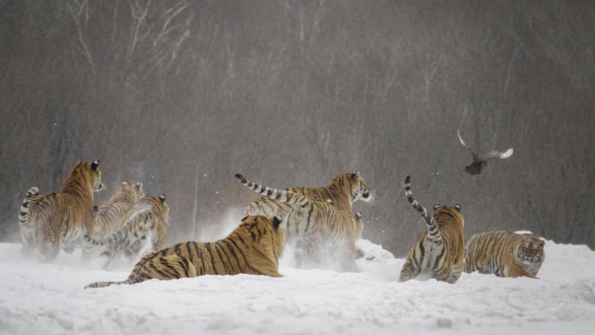 Is the Siberian tiger a specialty of Heilongjiang? Digging wild ...