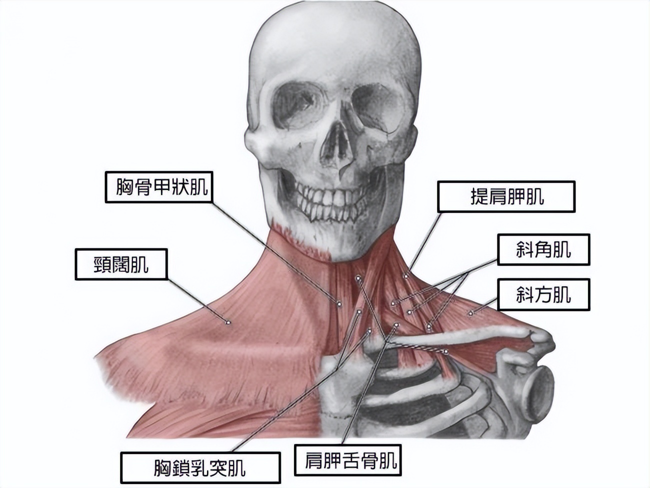 Can sit-ups develop perfect abs?Doing these two things wrong can cause ...