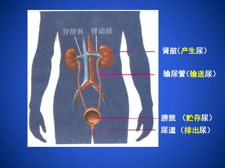 Are you urinating frequently? - iNEWS
