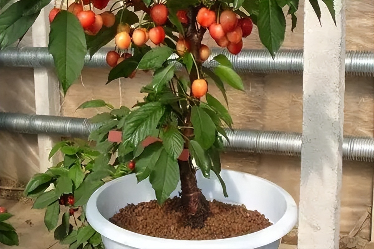 How to grow potted cherries - iNEWS