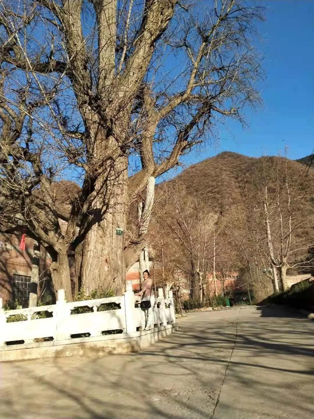 Wang Wei hand-planted ginkgo tree - iNEWS