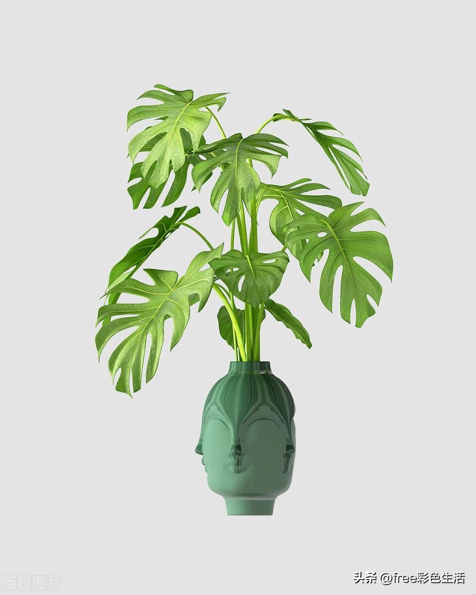 Planting method and management of monstera - iNEWS
