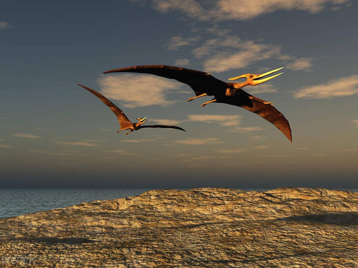 Life of a pterosaur - iNEWS