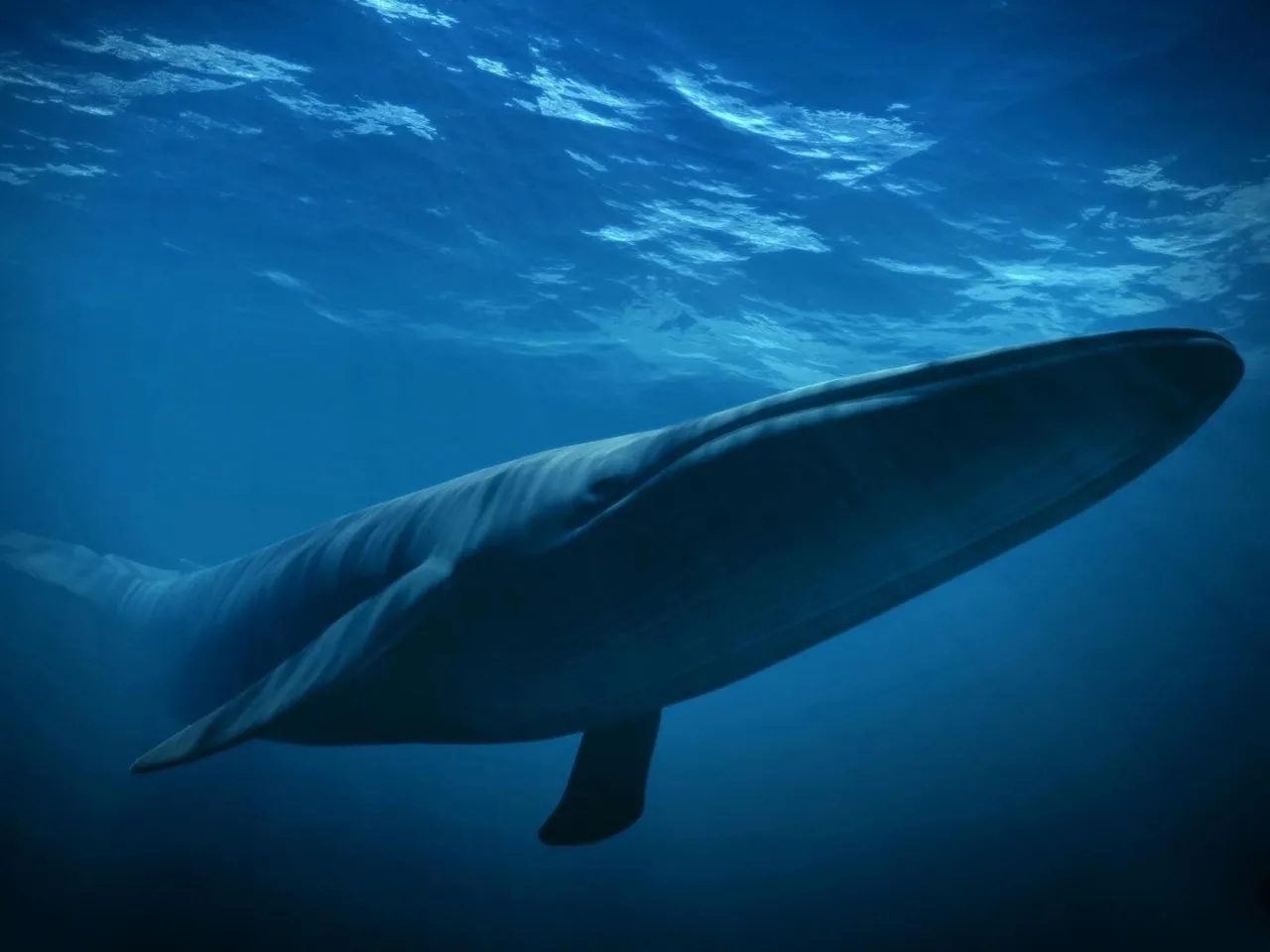 What is the largest creature in the world?The 180-ton blue whale can't ...