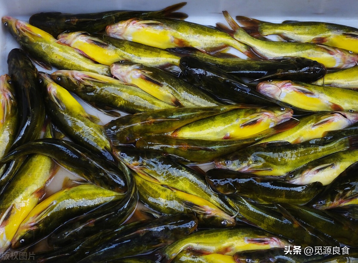 Yellow catfish yellow bone fish, why does it taste different from ...