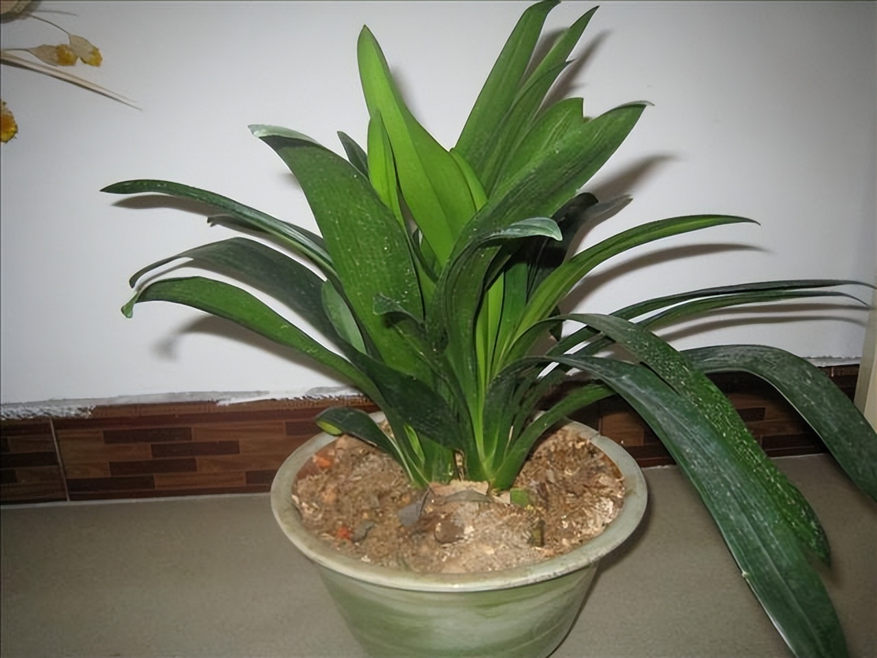 The 5 major problems of Clivia, such as crooked leaves, no flowering, pinched arrows, rotten ...