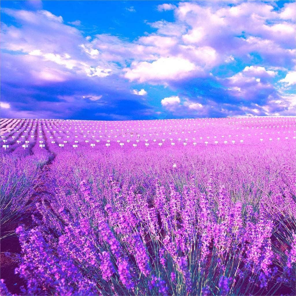 Share pictures - a collection of the most beautiful purple landscapes ...