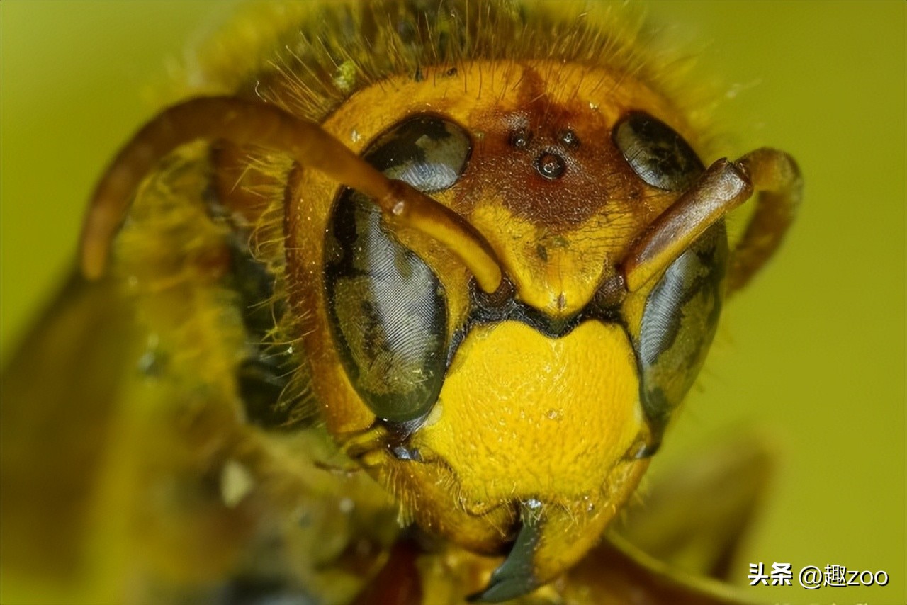 The world's ten most poisonous bees, please avoid them quickly - iNEWS