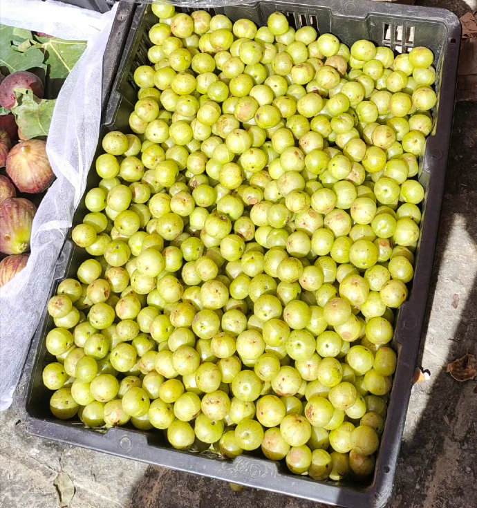 Interesting, fruit that will return - iNEWS