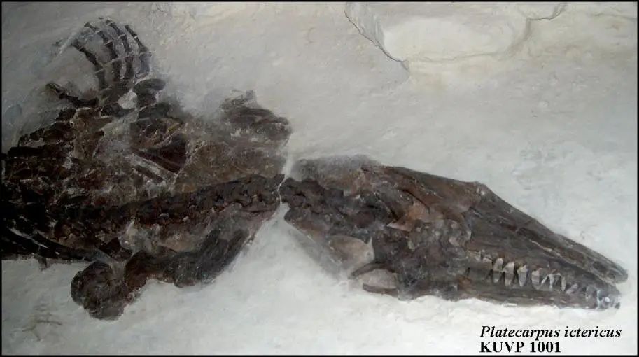 A short biography of mosasaur's shape restoration - iNEWS