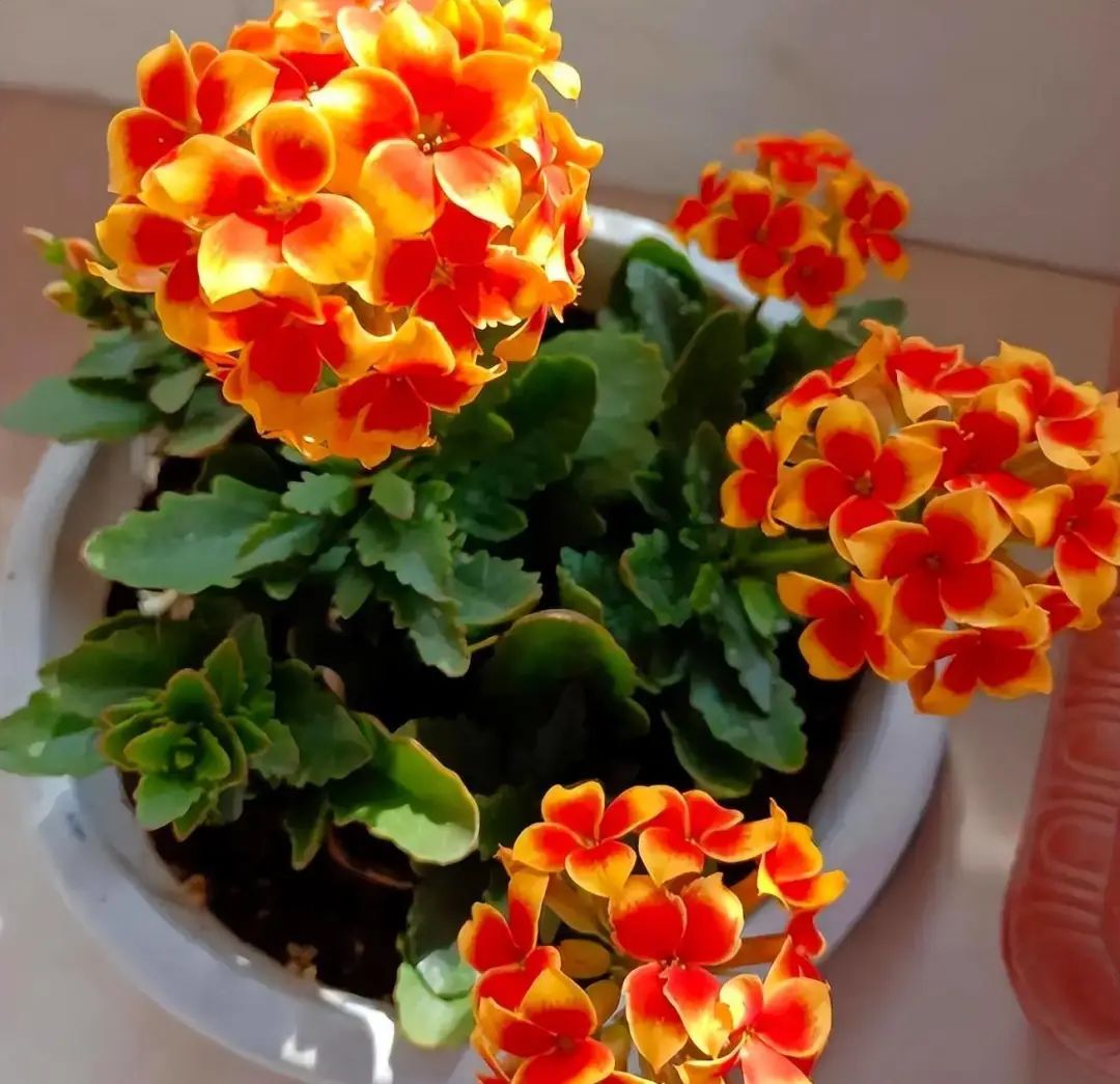 The longevity flower that has been raised for two years, but the old ...