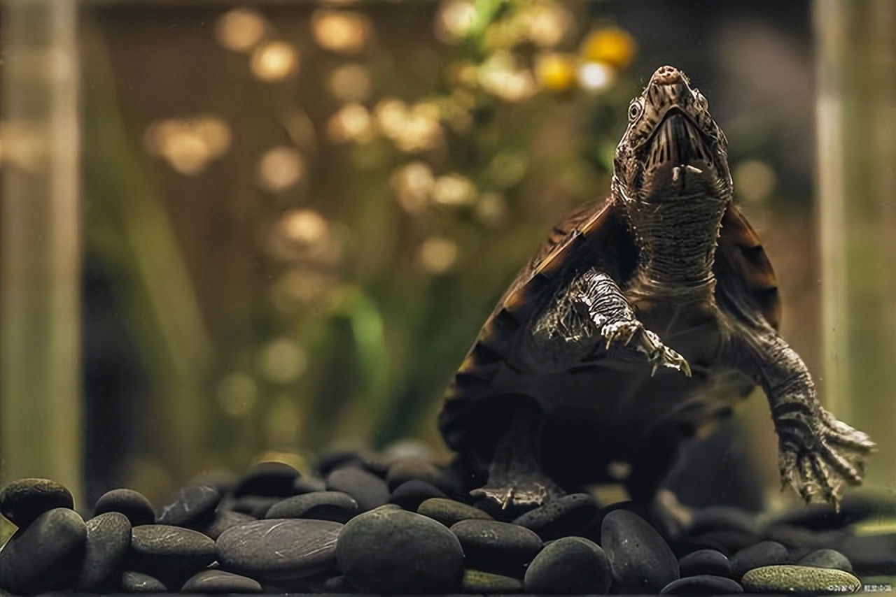 How to deal with tortoise stress?How to reduce turtle stress?Detailed ...