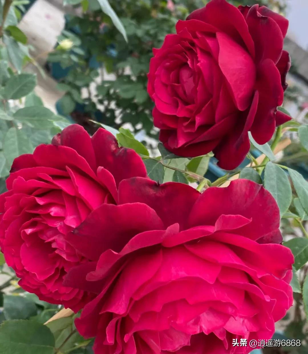 Beautiful picture sharing - Janis rose flower - iNEWS