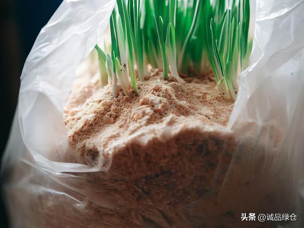How to use sawdust to grow green onions all year round - iNEWS