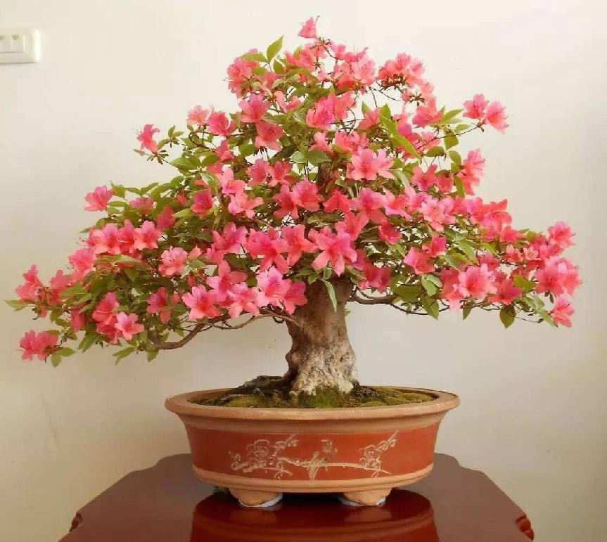 Rhododendron bonsai is so beautiful, have you seen these shapes?It ...