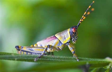 Did you know that there is a kind of locust in Africa that is blue ...