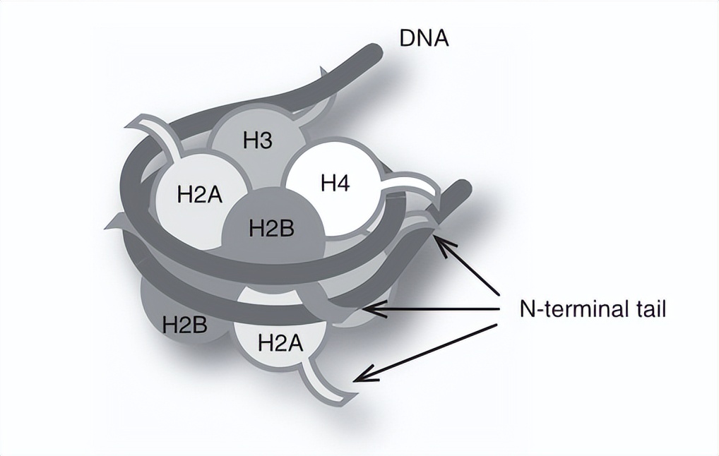 Introduction to Histone Post-Translational Modifications and Research ...