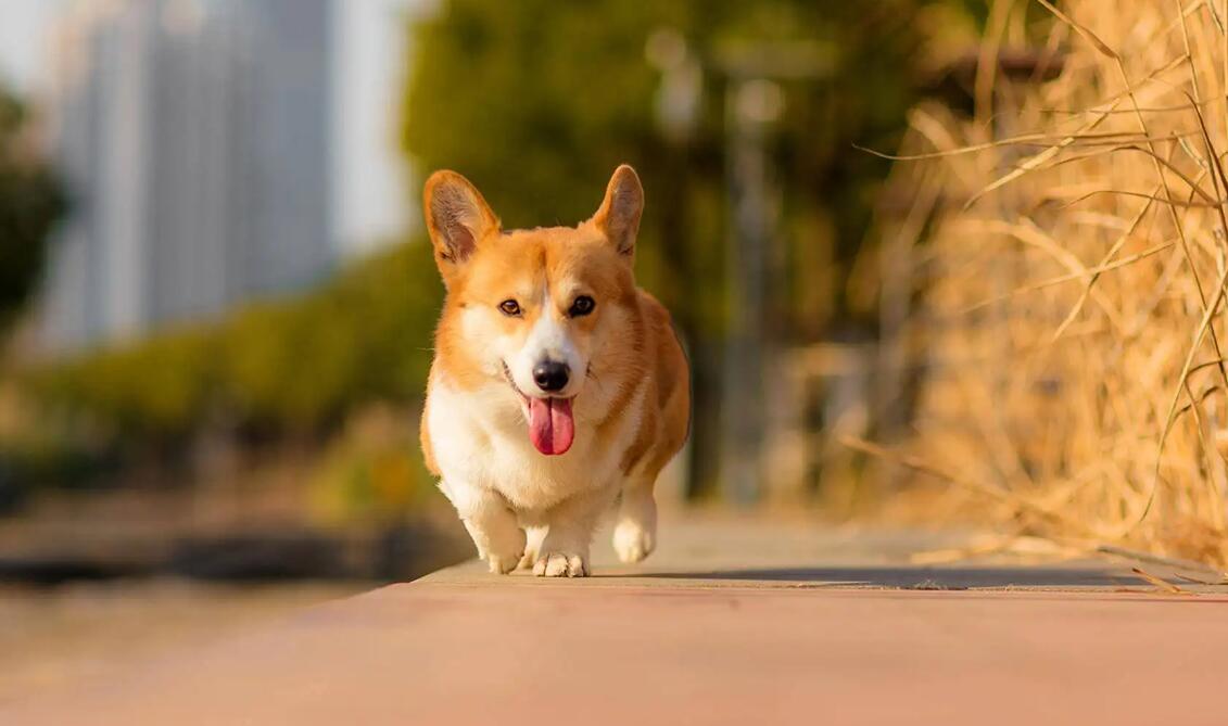 The most important sign of human evolution from apes?Human's peculiar ...