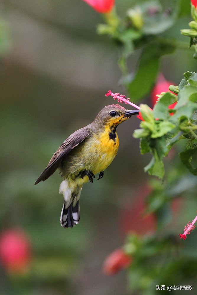 There are no hummingbirds in China, they are China's "hummingbirds ...
