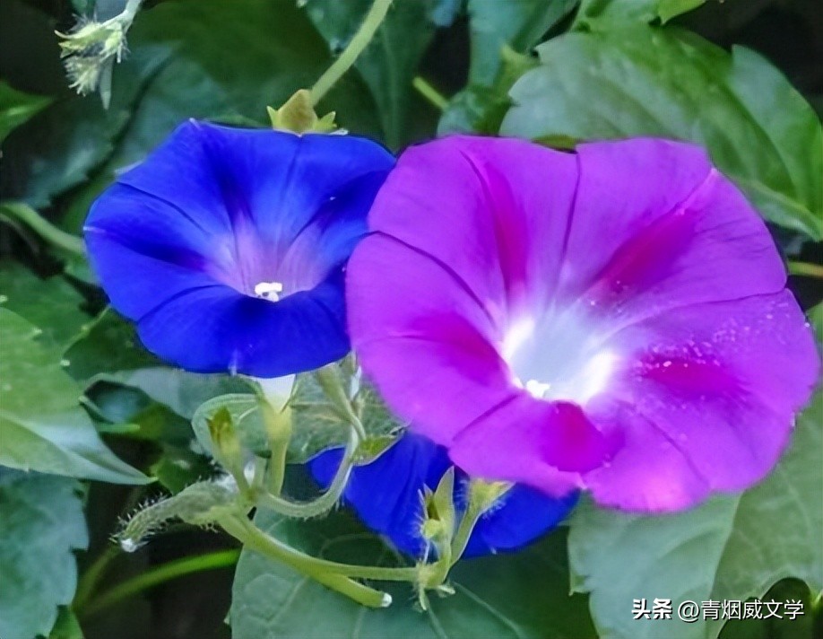 Moon Palace Spring Acacia Fu Qiuhua (outside six songs) - iNEWS