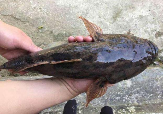 Bamboo shell fish: It is often regarded as a native fish, but it is ...