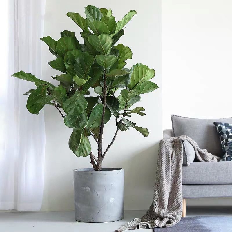 10 kinds of big net red plants to make your home more advanced in one ...