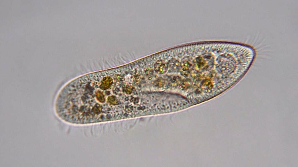 They may be the oldest predators on Earth, from about 1.64 billion ...