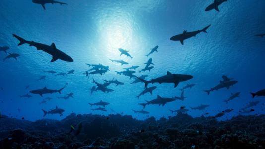 He is known as the "Father of Nature Documentary" and has witnessed ...