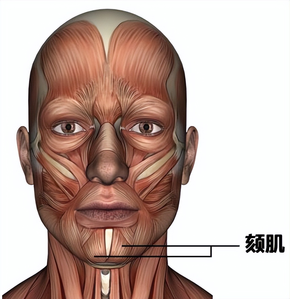 Will the tightening of the chin muscle cause the effect of hyaluronic ...