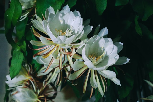 The idiom "a flash in the pan", what kind of flower is "a flash in the ...