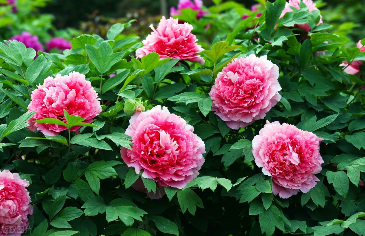 Dwarf peony - iNEWS