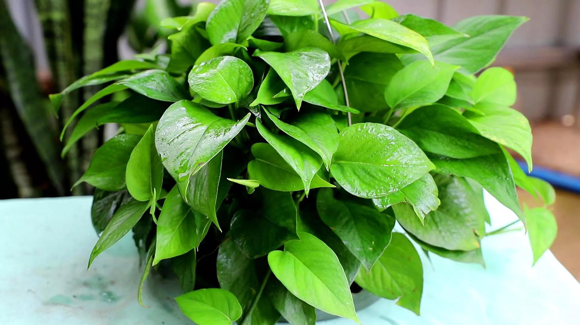 Get to know a plant every day: Potassium - iMedia