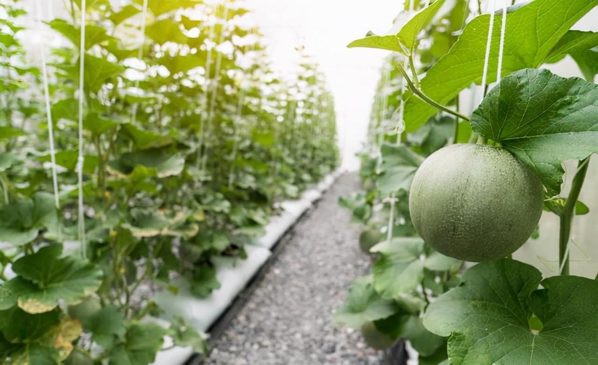 Brother, the 80-meter melon shed is on the market on New Year's Day and ...