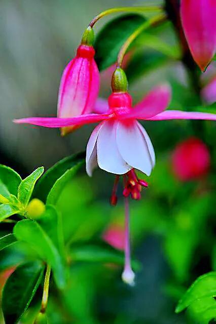 Fuchsia ~ The plant is elegant, flowers are like lanterns, hanging ...