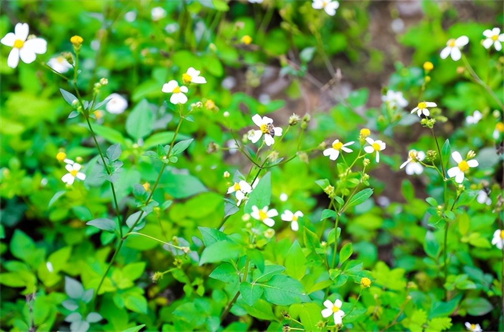 Guigan Tea House in Beiliu City-Introduction of Guigan Camellia - iNEWS