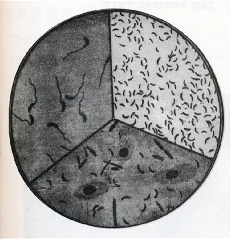 The Secret of the Japanese Invaders' Bacterial Warfare: Human ...