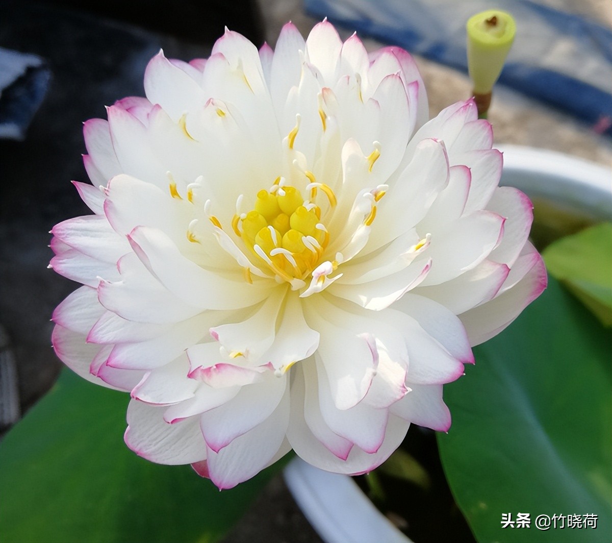 Wouldn't it be wonderful to enjoy lotus flowers and read lotus poems in ...