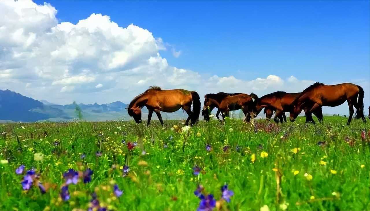 Shandan: A Bright Pearl on the Silk Road - iNEWS