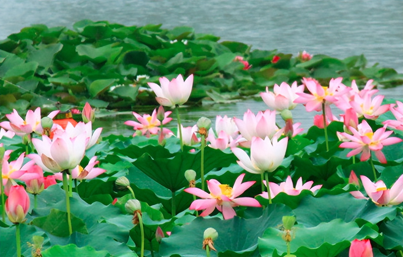 There are 6 word rankings for a certain Cipai, and Su Shi occupies the ...