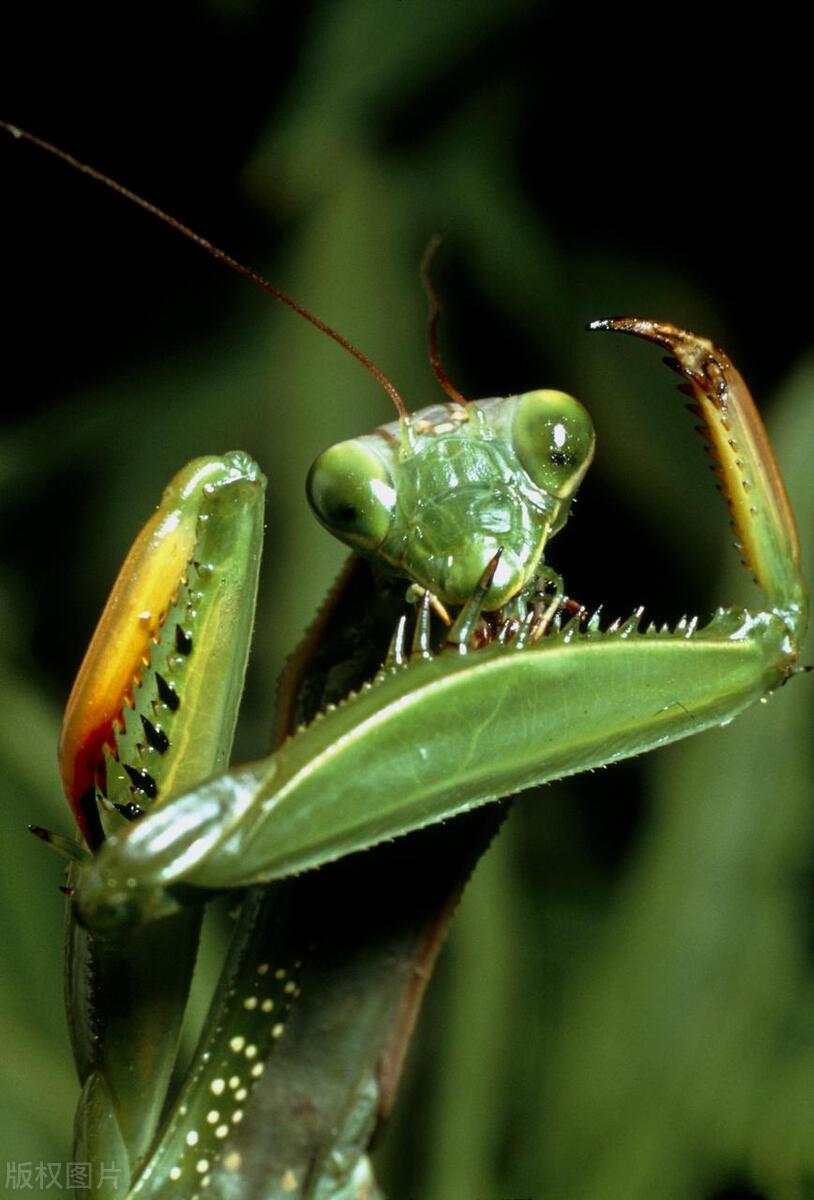 Mantis: Evolved Killer Dance - iMedia