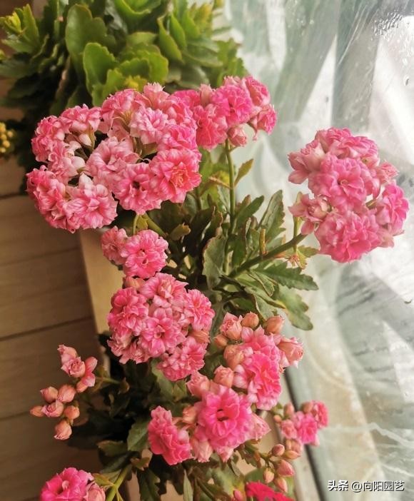 Longevity flower cuttings, 1 pot becomes 10 pots, the balcony can't fit ...