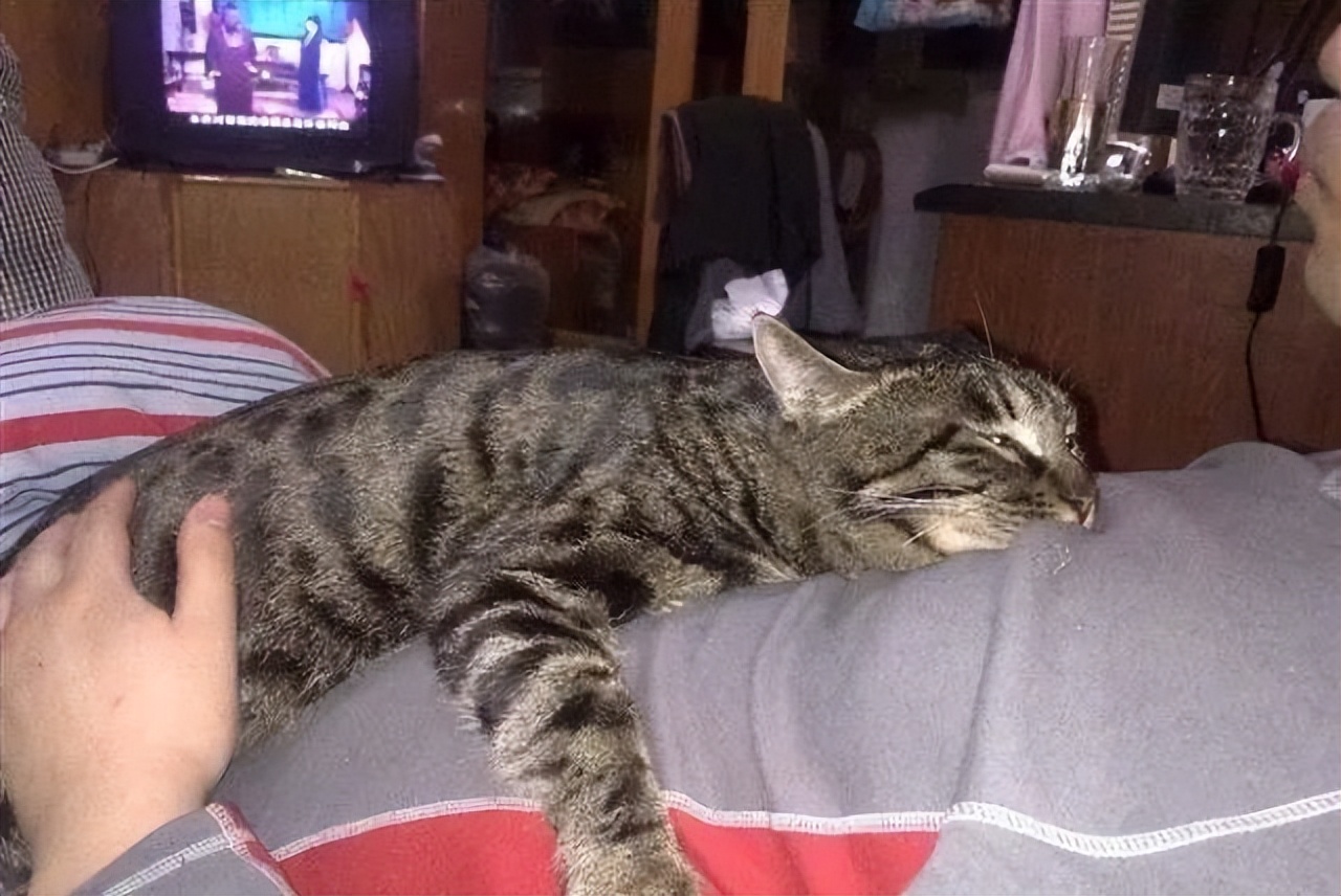 Is the cat sleeping on you just out of love?Or is there an unspeakable ...