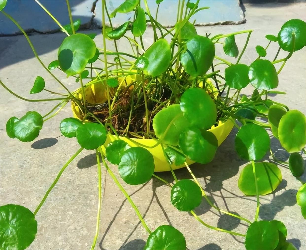 If you want to cultivate the "beauty" of copper money grass, you should ...