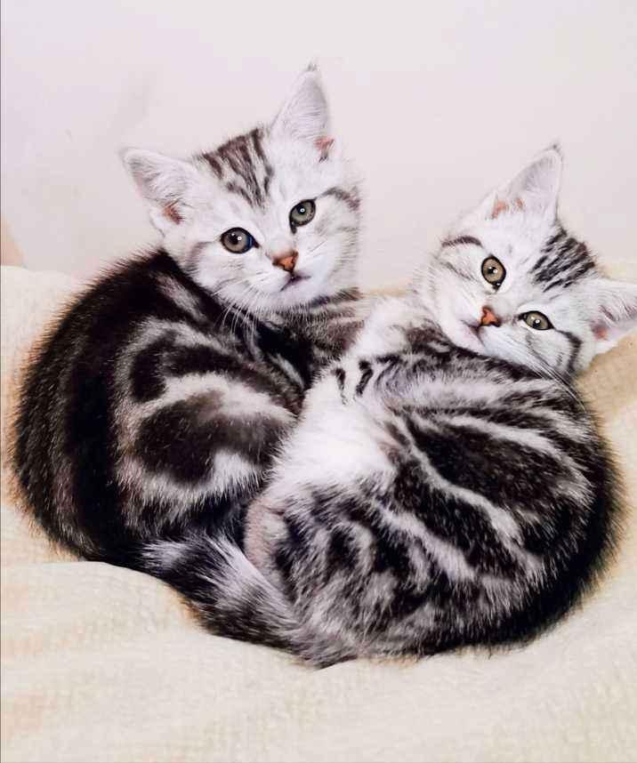 How to distinguish between "Beautiful Shorthair" and "Tanuki Cat"?Learn ...