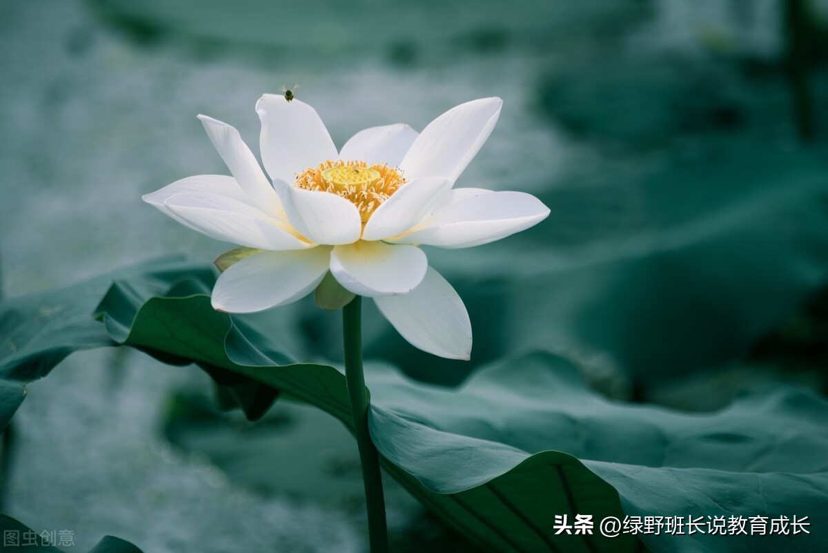 In the face of involution, powerful people do this, and "two steps" can ...