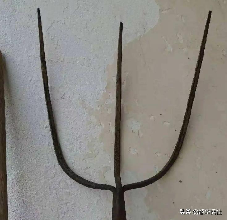 Fork Blooms: The Evolution and Glory of Fork - iNEWS