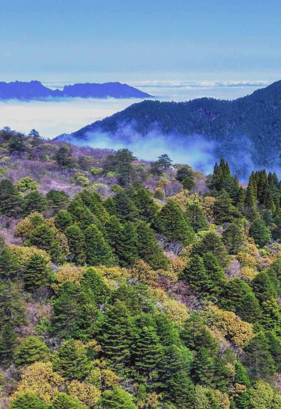 Why can't outsiders enter Tongmu Village at the foot of Wuyi Mountain ...