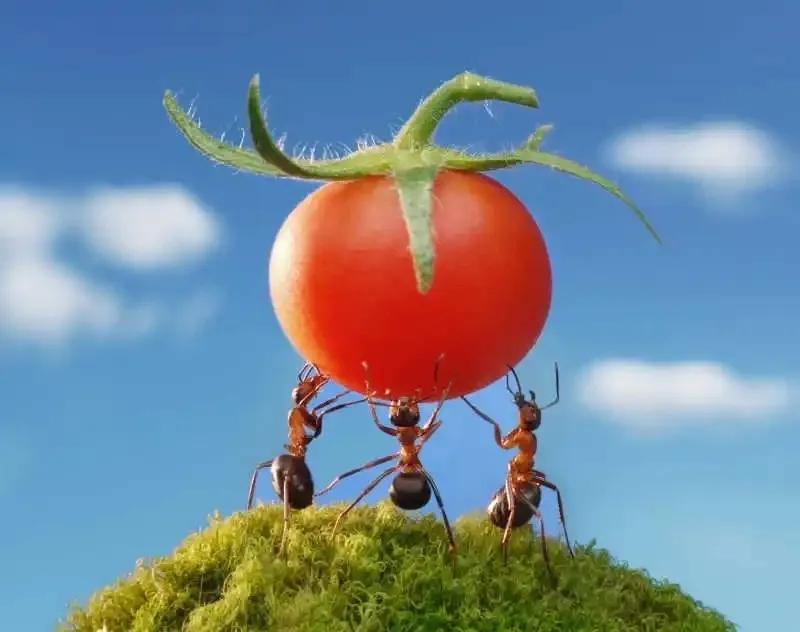 Why do ants line up to move things?Was it organized in advance? - iNEWS